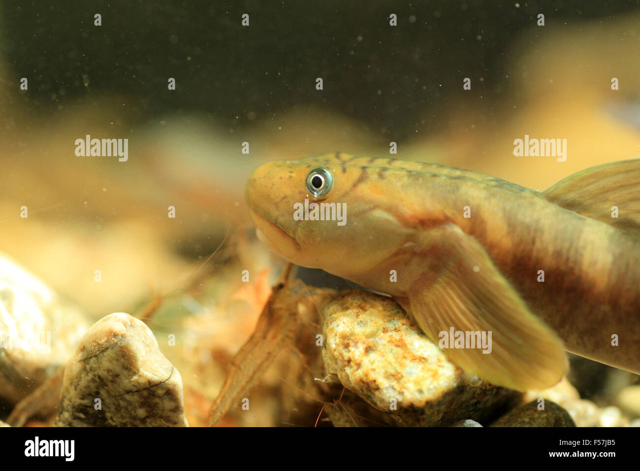 Monk goby (Sicyopterus japonicus) in Japan Stock Photo - Alamy