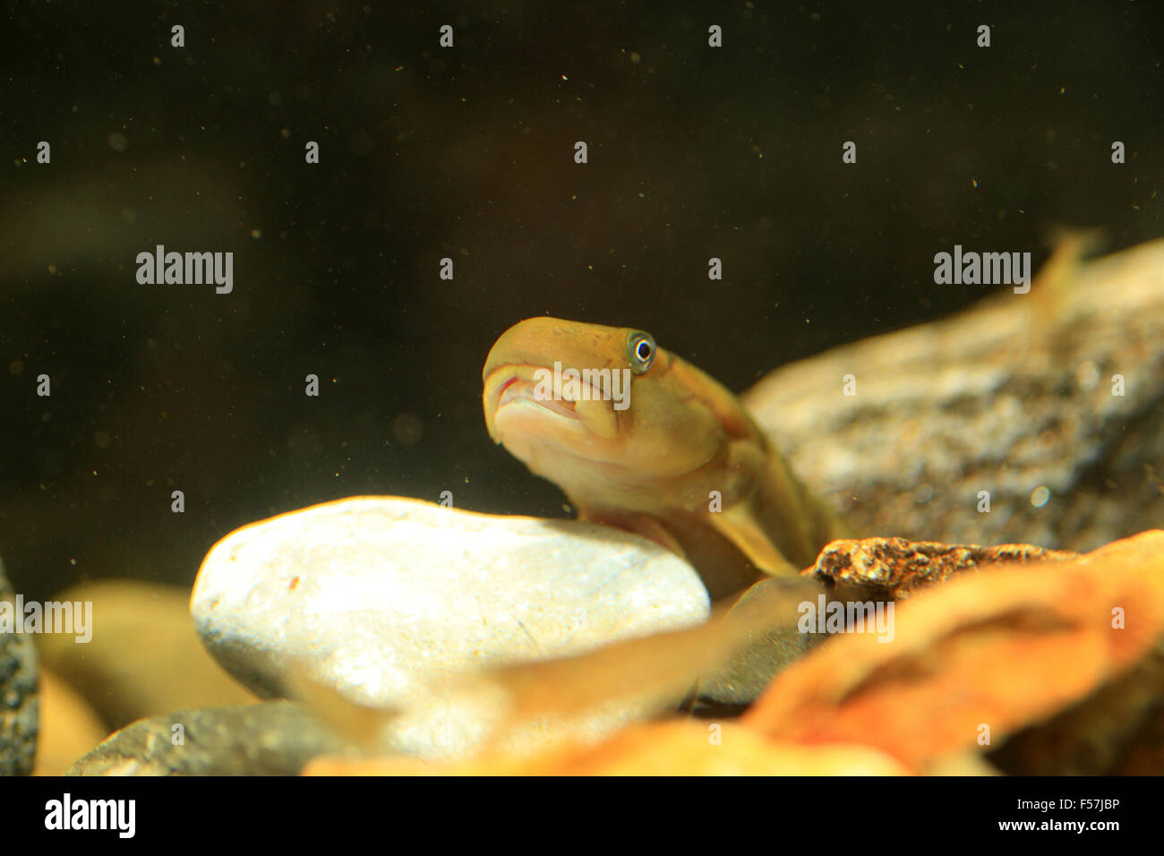 Monk goby (Sicyopterus japonicus) in Japan Stock Photo - Alamy