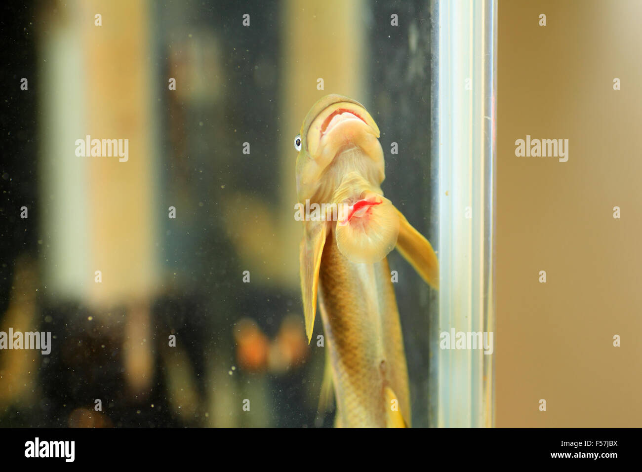 Monk goby (Sicyopterus japonicus) in Japan Stock Photo - Alamy