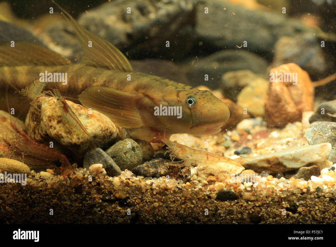 Monk goby (Sicyopterus japonicus) in Japan Stock Photo - Alamy