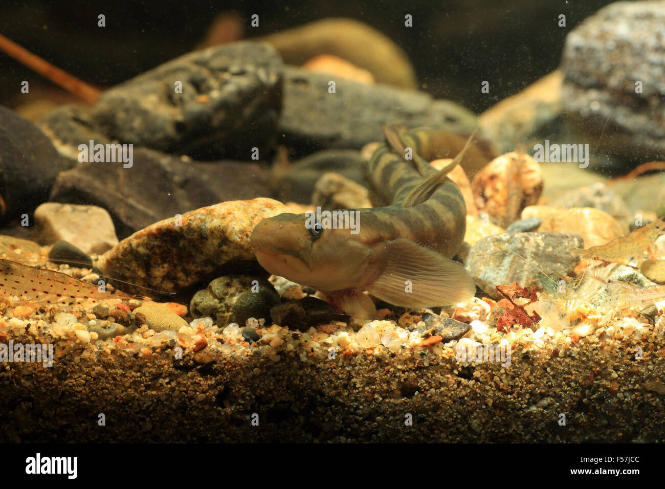 Monk goby (Sicyopterus japonicus) in Japan Stock Photo - Alamy