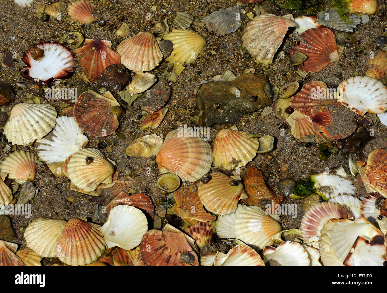 Saint jacques shell hi-res stock photography and images - Alamy