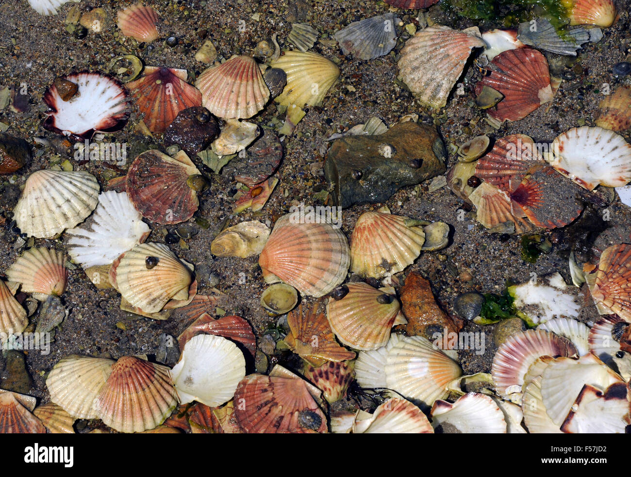 Saint-Jacques shell,Port Pors Even,Ploubazlanec near Paimpol,Cotes-d ...
