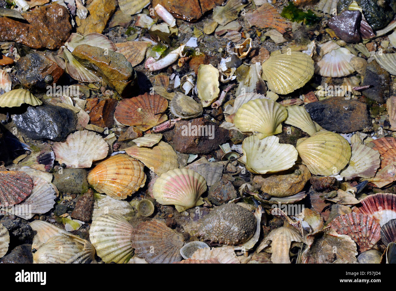 Saint-Jacques shell,Port Pors Even,Ploubazlanec near Paimpol,Cotes-d ...