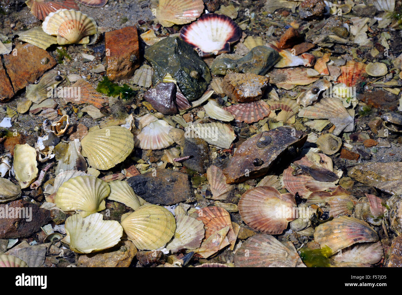 Coquille saint jacques hi-res stock photography and images - Alamy