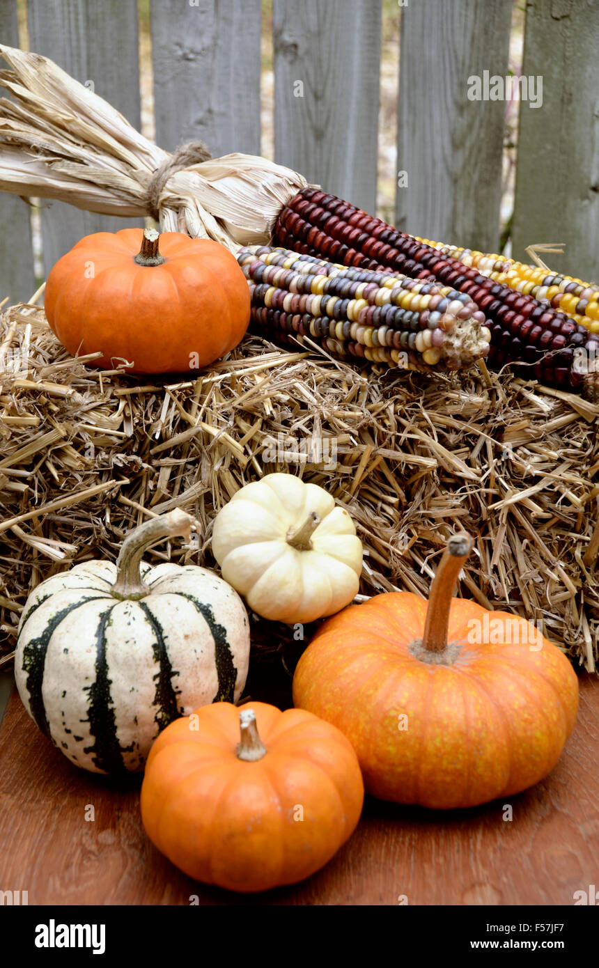 Corn Stalk Decoration High Resolution Stock Photography and Images - Alamy