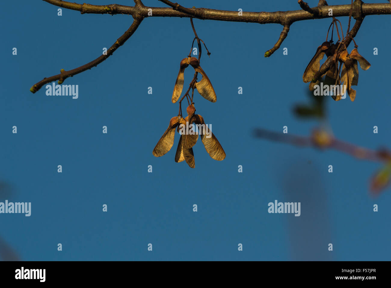 Sycamore seeds hi-res stock photography and images - Alamy