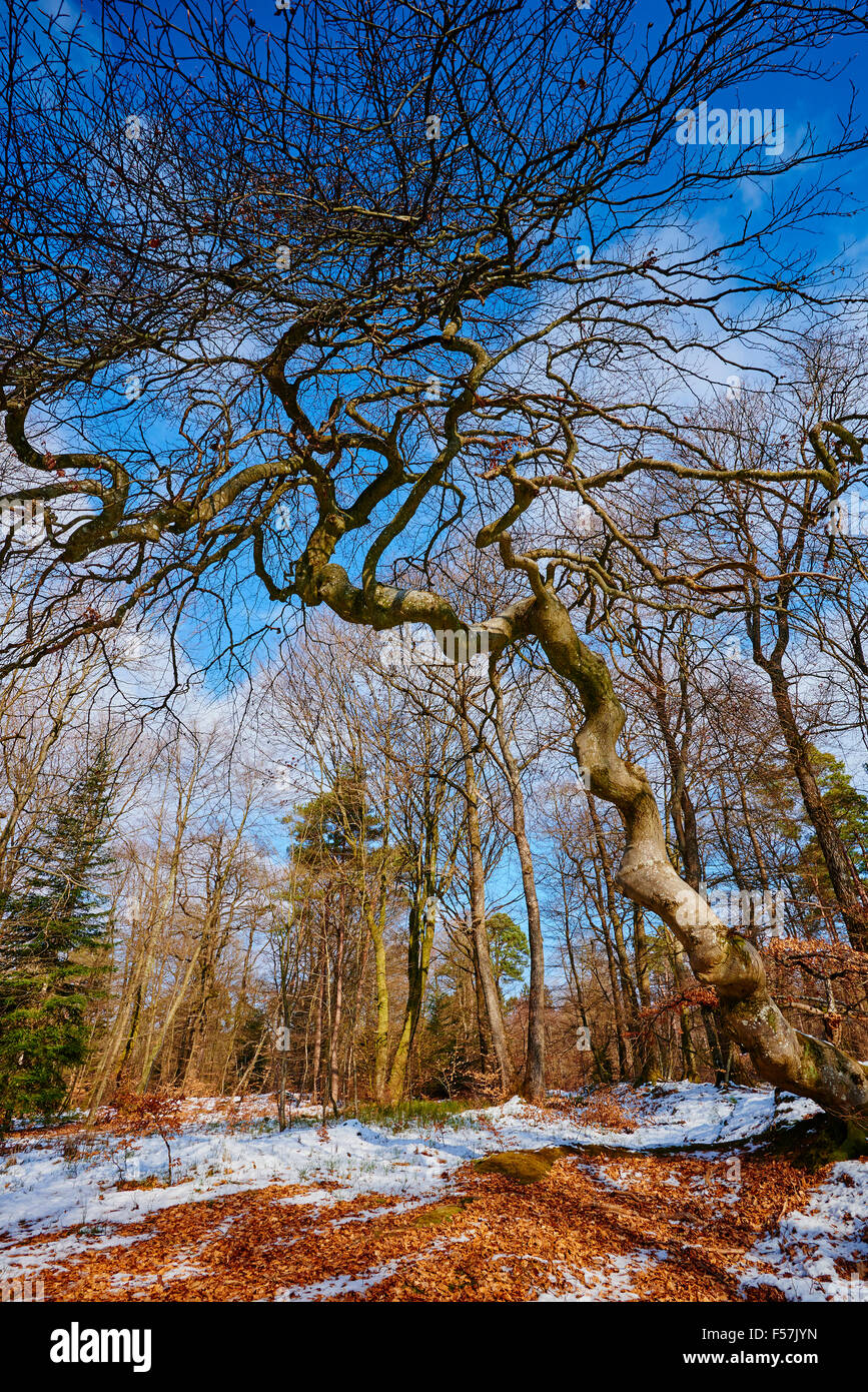 Verzy forest hi-res stock photography and images - Alamy
