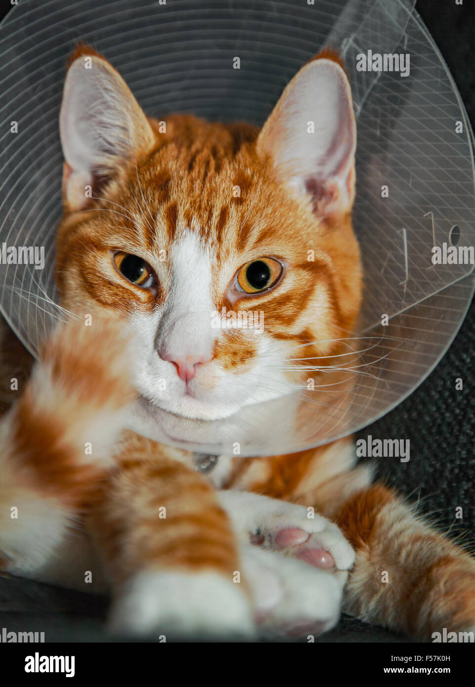 Ginger cat head and neck hi-res stock photography and images - Alamy