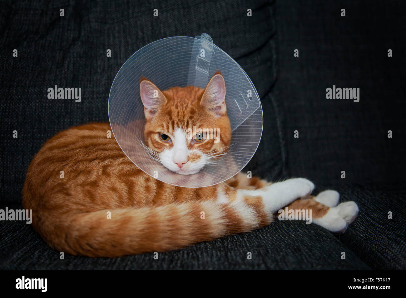 Neck cone cat hi-res stock photography and images - Alamy