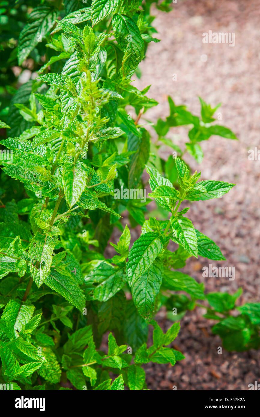 Menthol plants hi-res stock photography and images - Alamy