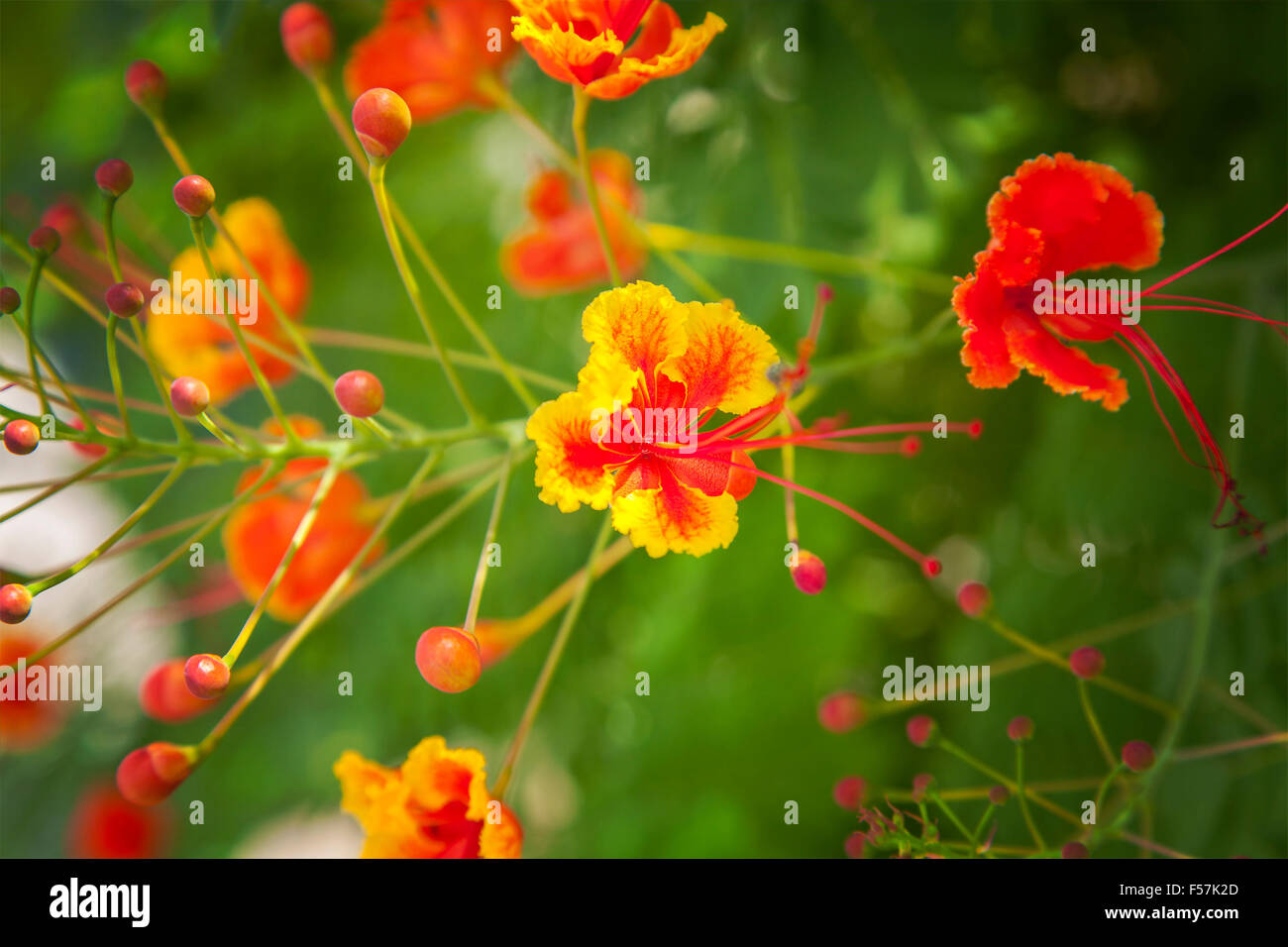 Image of the Peackock flower (Caesalpinia pulcherrima Stock Photo - Alamy
