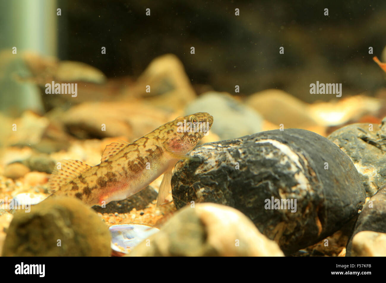 floating goby (Chaenogobius annularis or Gymnogobius urotaenia) in ...