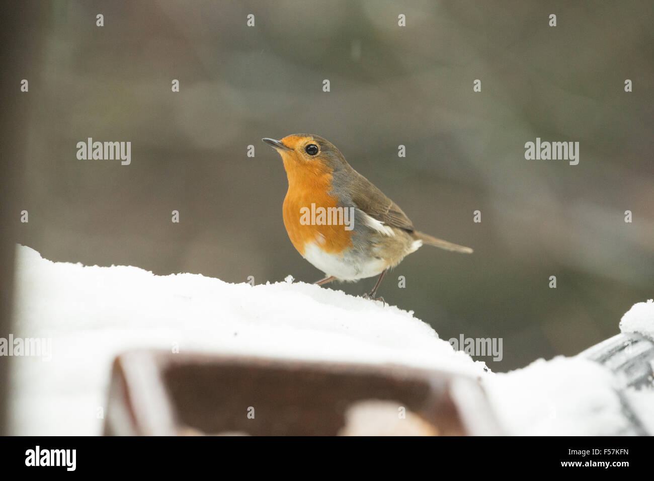 Red robin snow hi-res stock photography and images - Alamy