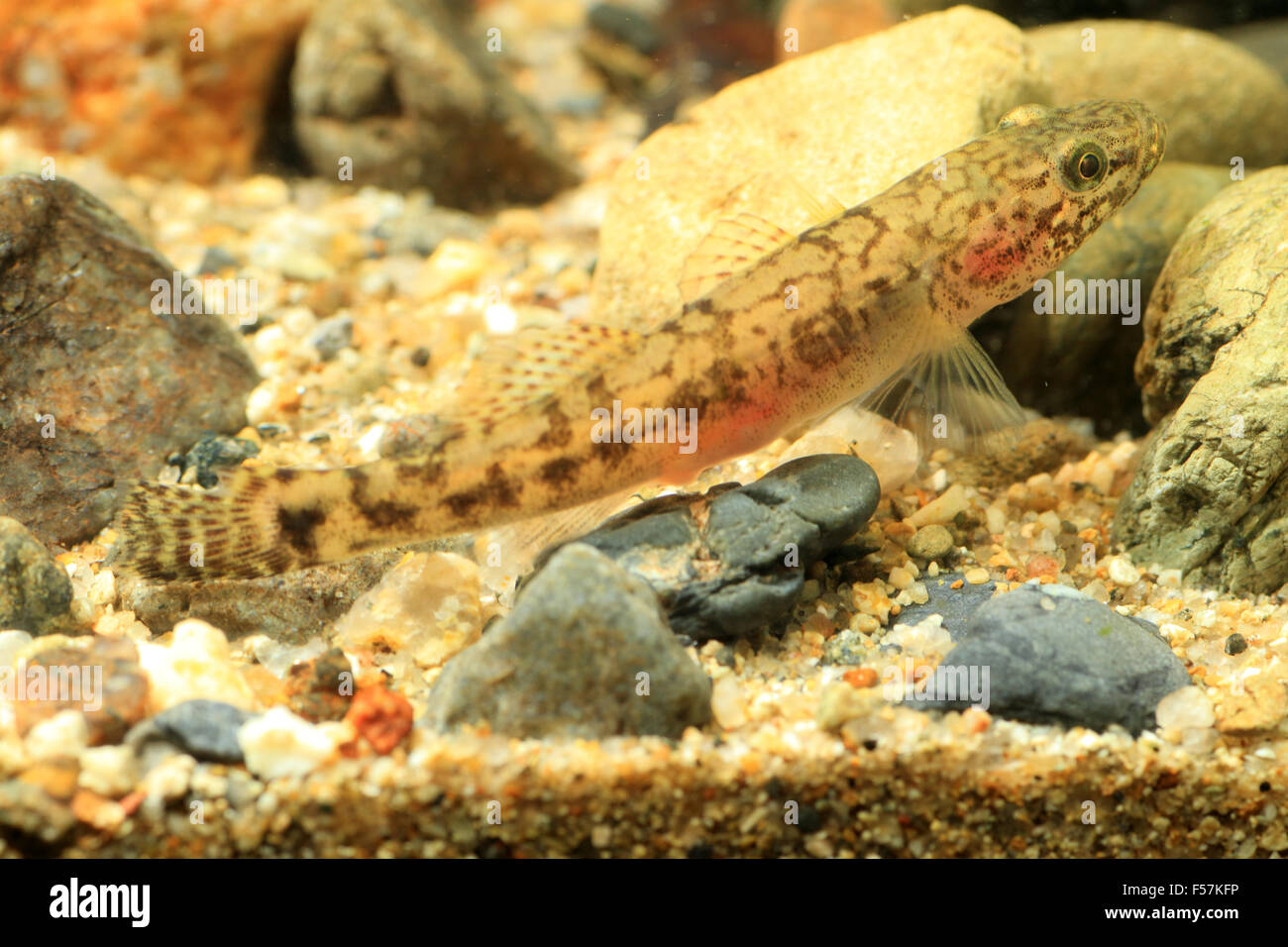 floating goby (Chaenogobius annularis or Gymnogobius urotaenia) in ...