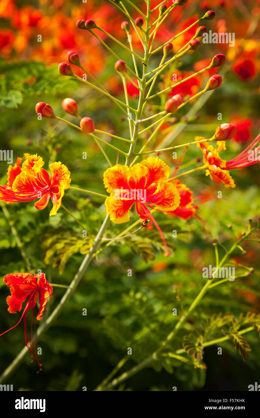 Image of the tropical Peackock flower (Caesalpinia pulcherrima Stock ...