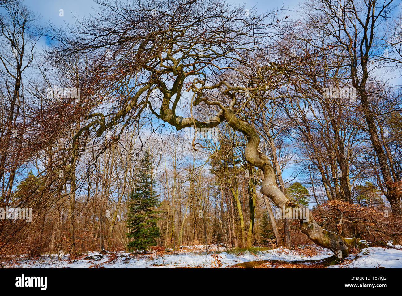 France, Champagne, twisted beech tree at Les Faux de Verzy forest Stock ...