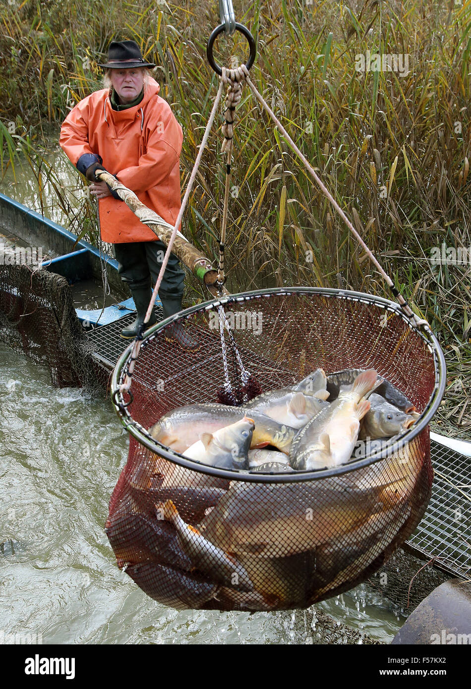 Frank Schley transports the fish with a net to the sorting table after ...