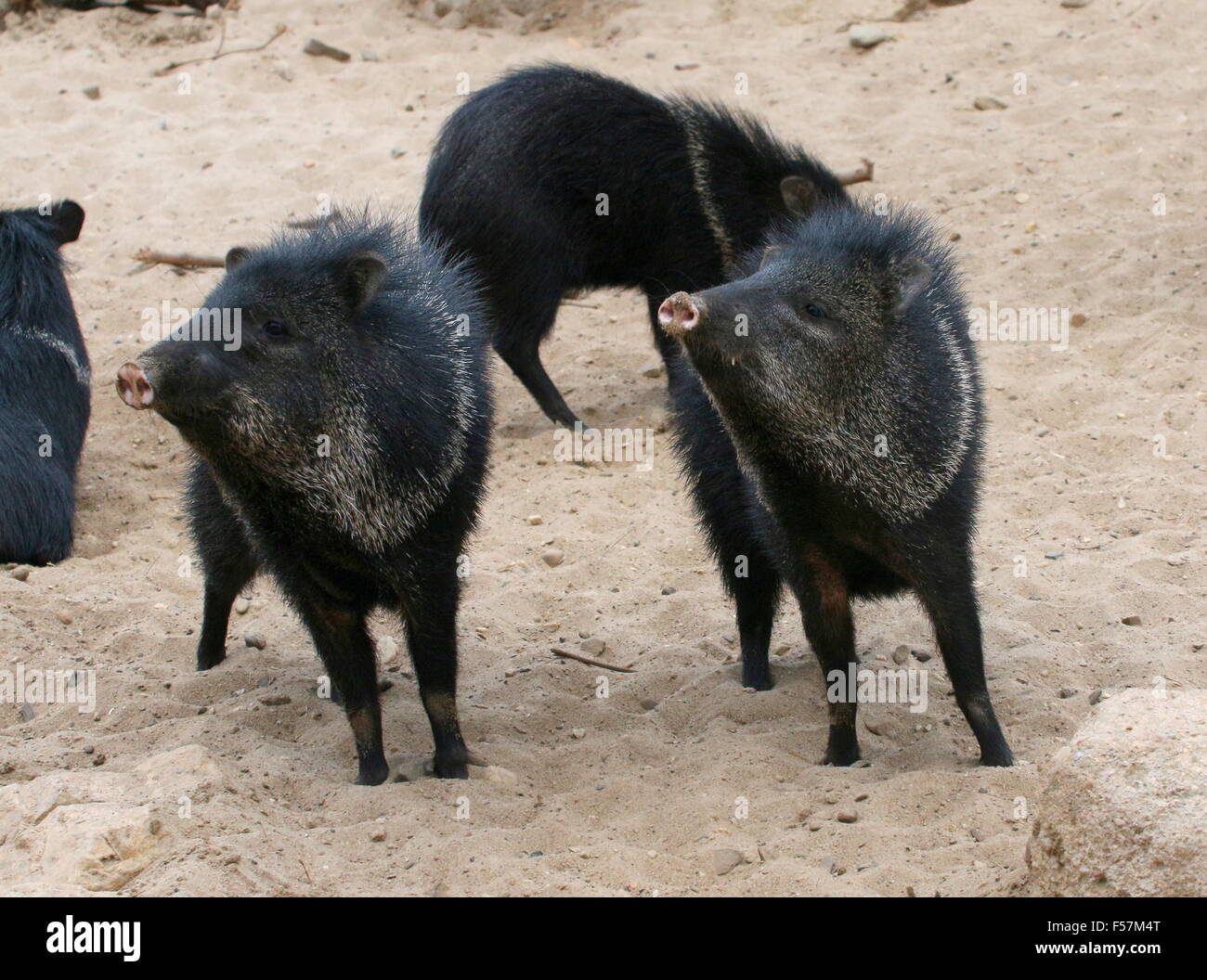 Group of spirited Central American Collared peccaries (Pecari tajacu ...