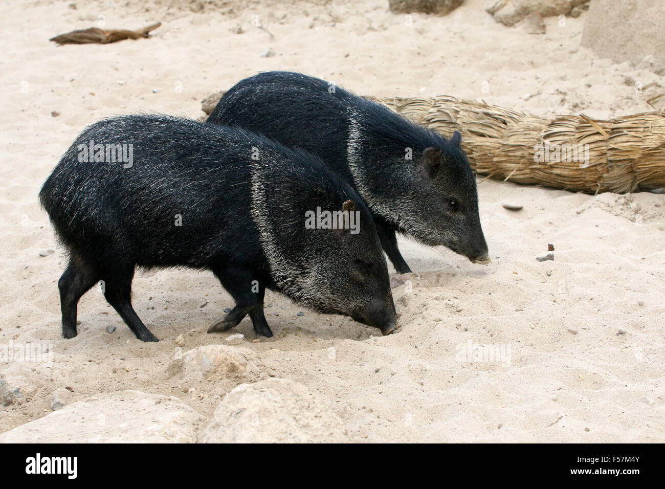Pecaris hi-res stock photography and images - Alamy