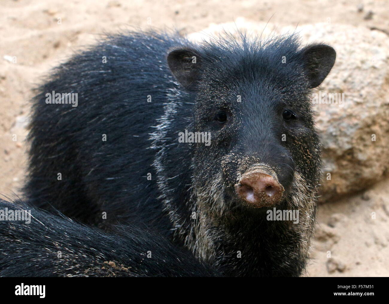 Pecari a collier hi-res stock photography and images - Alamy