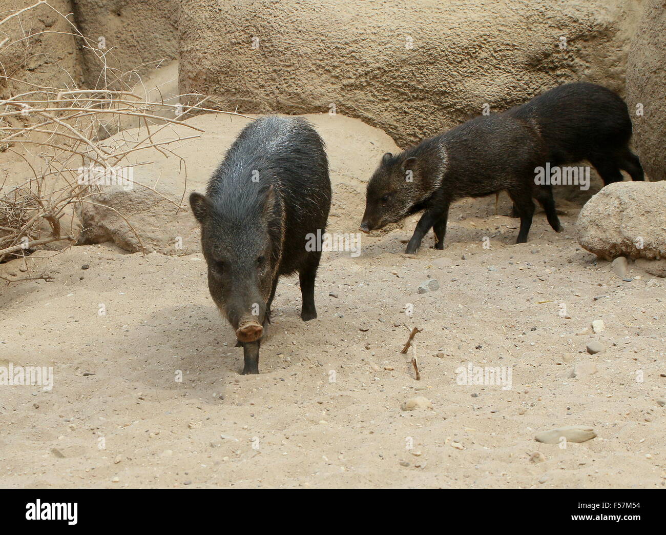 Feral species in desert hi-res stock photography and images - Alamy