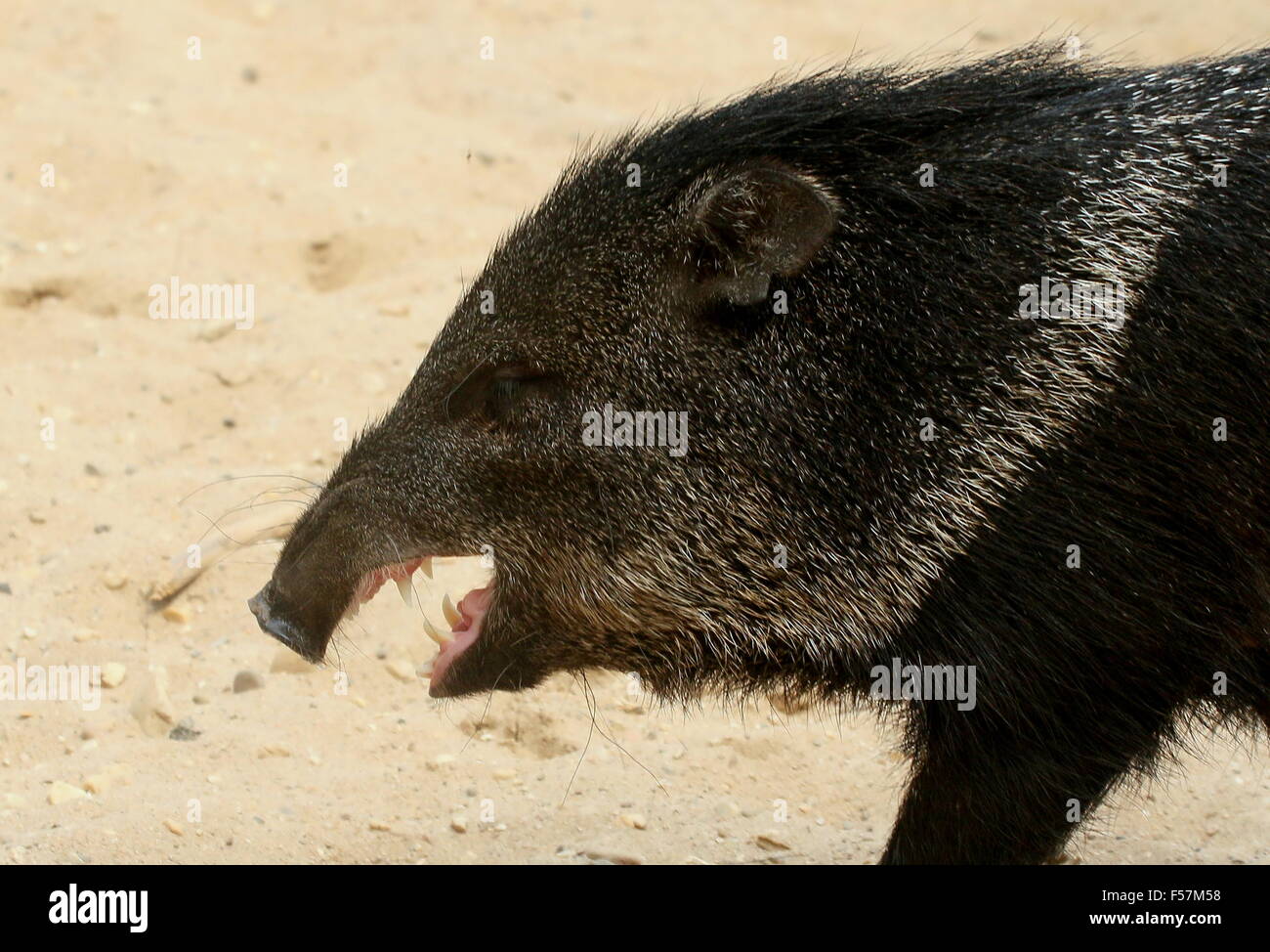 Latin American Collared peccary (Pecari tajacu) seen in profile ...
