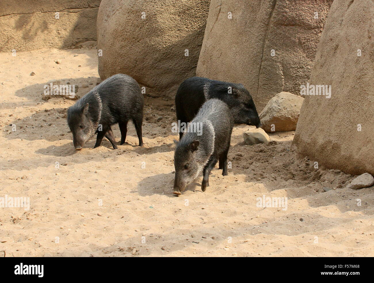 Foraging collared peccaries (Pecari tajacu) in a desert setting Stock ...