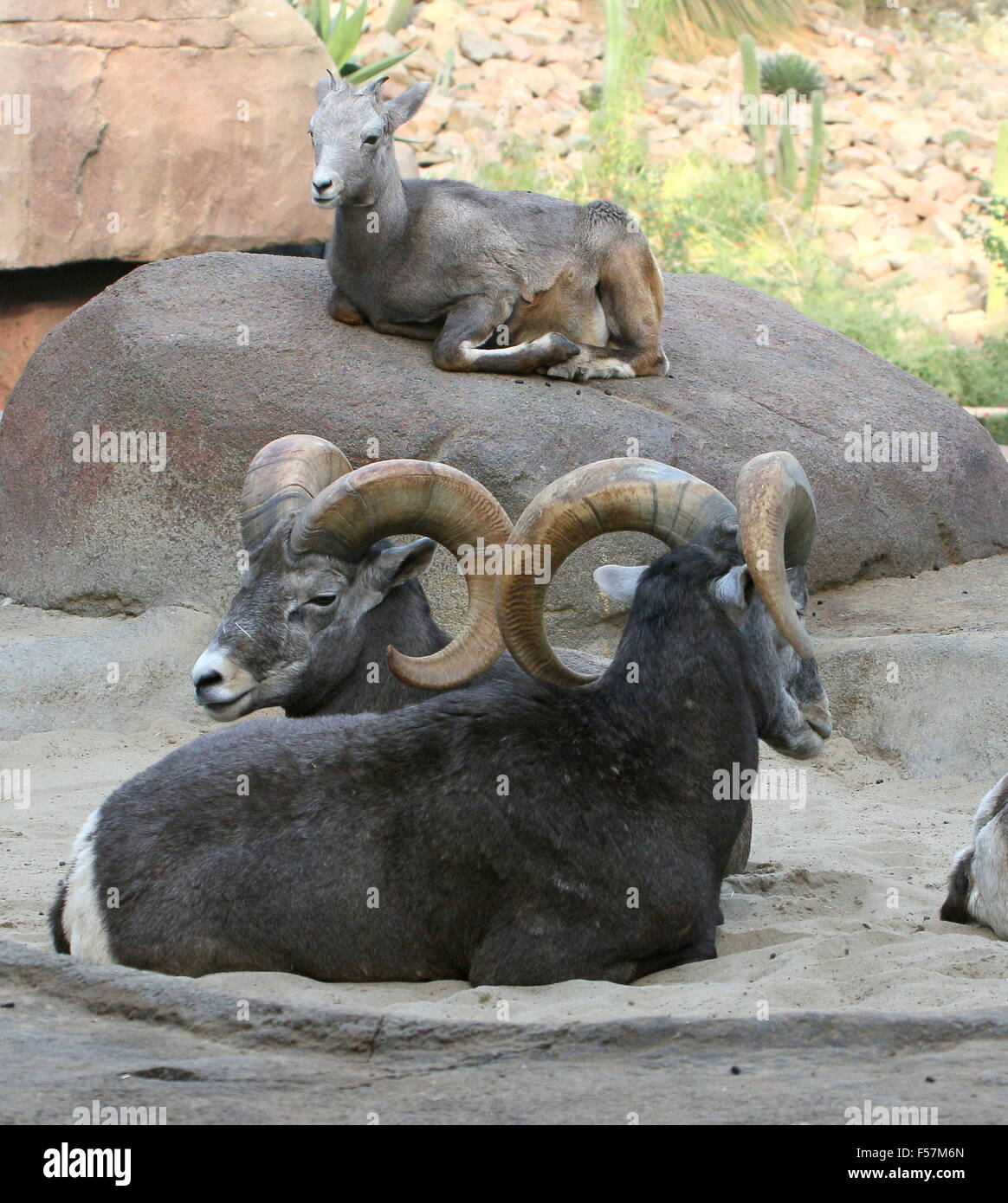 Mature male North American Bighorn sheep (Ovis canadensis) resting and ...