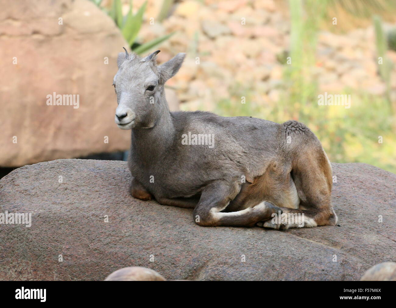 Female desert bighorn sheep ovis canadensis hi-res stock photography ...