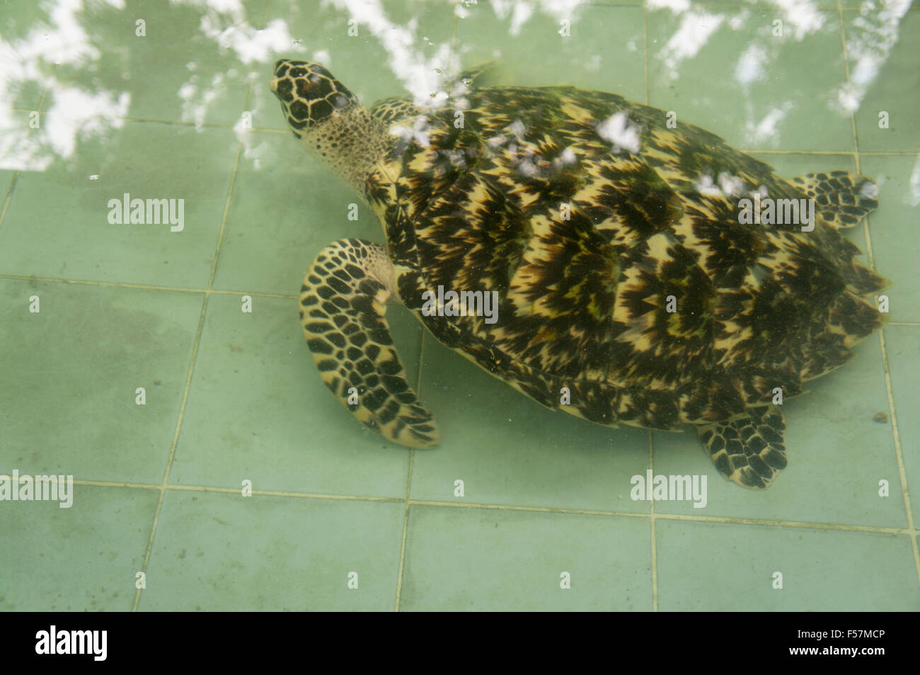 sea green life ocean shell undersea sunburst surface outdoor closeup ...