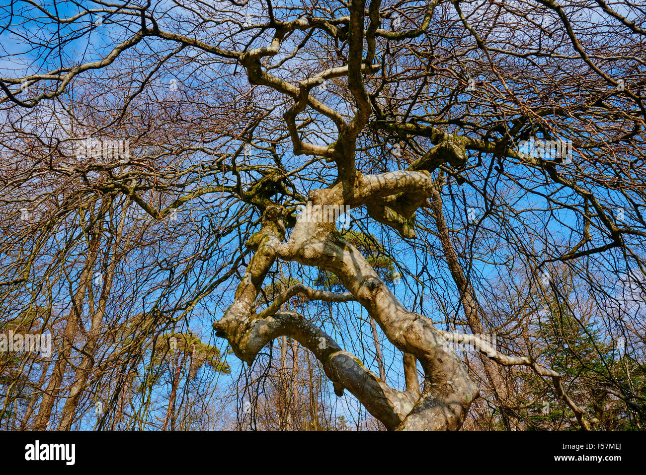 France, Champagne, twisted beech tree at Les Faux de Verzy forest Stock ...