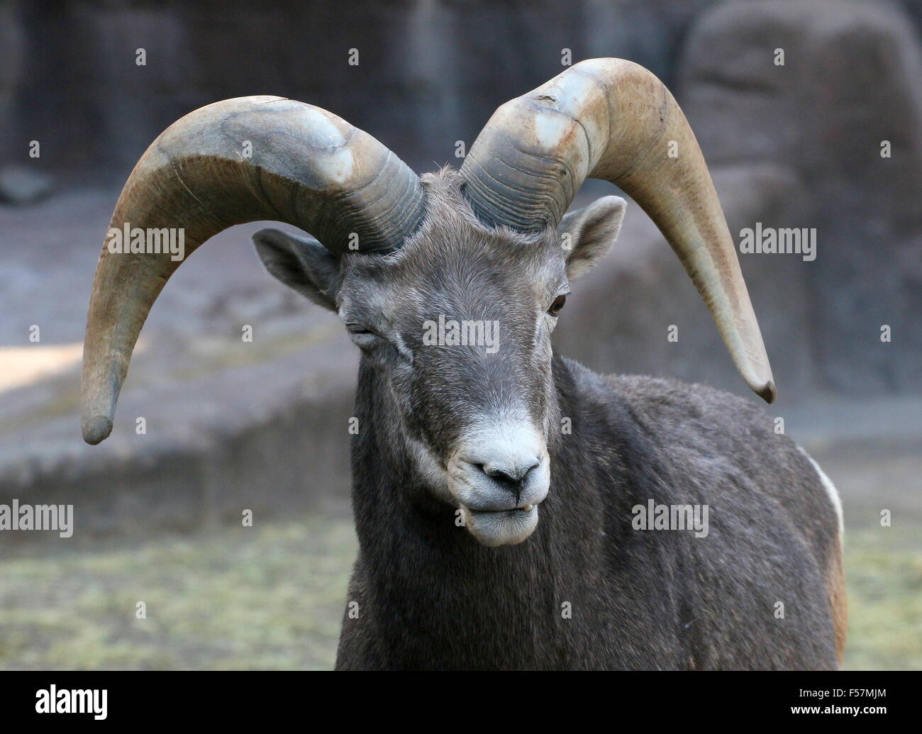 Carnero de borrego cimarrón hi-res stock photography and images - Alamy