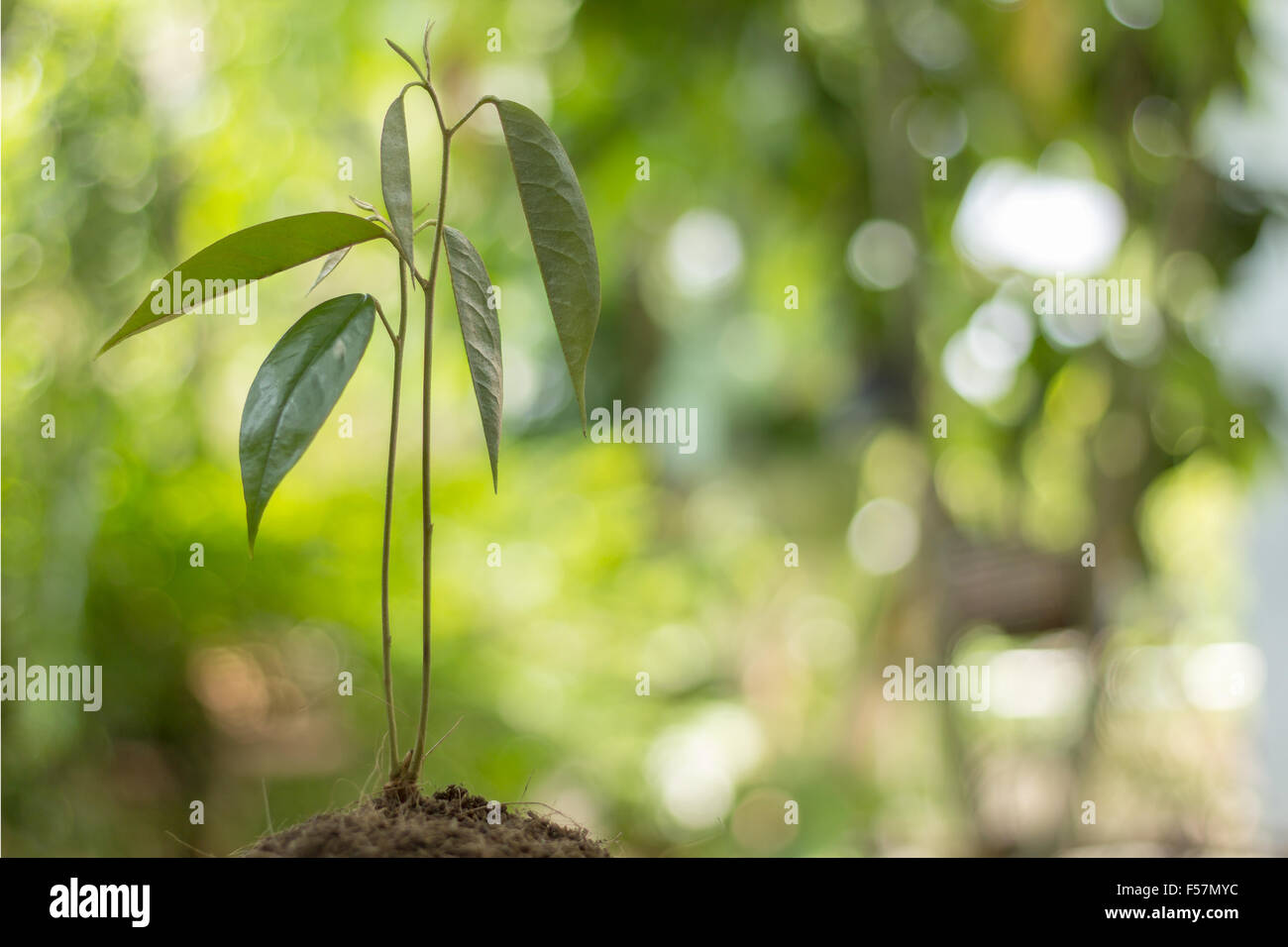 Durian cultivation hi-res stock photography and images - Alamy