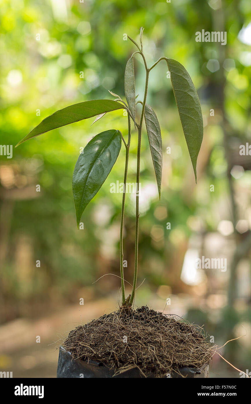 Small durian hi-res stock photography and images - Alamy