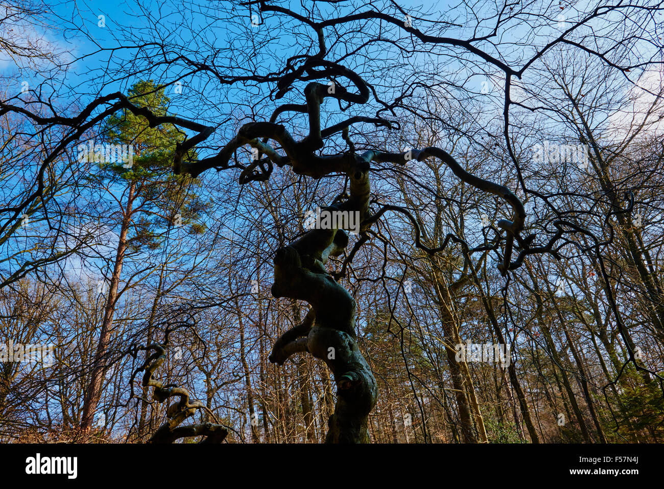 France, Champagne, twisted beech tree at Les Faux de Verzy forest Stock ...
