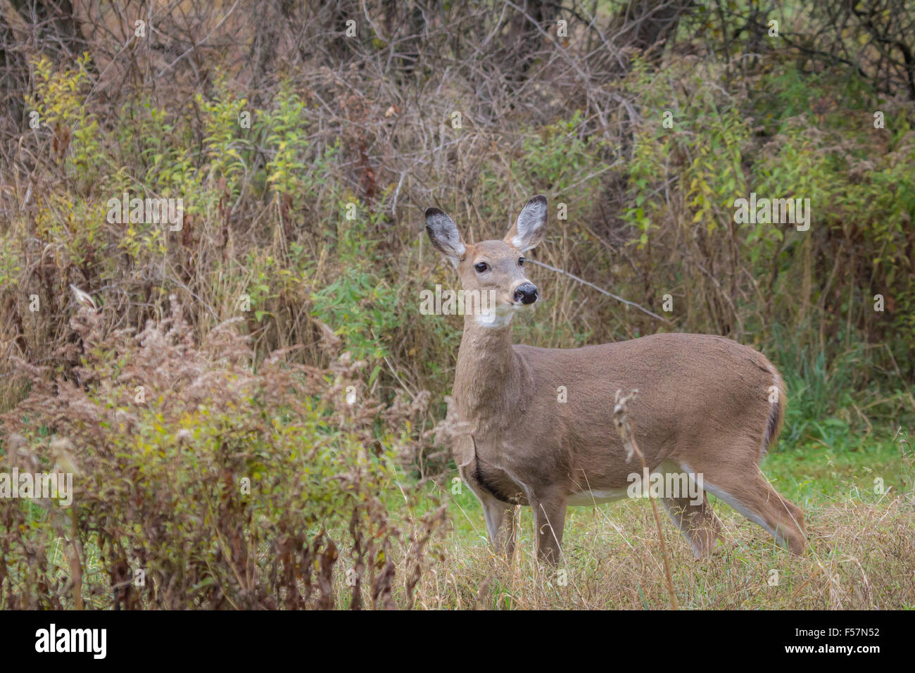 An alert White-tailed doe watches for danger Stock Photo - Alamy