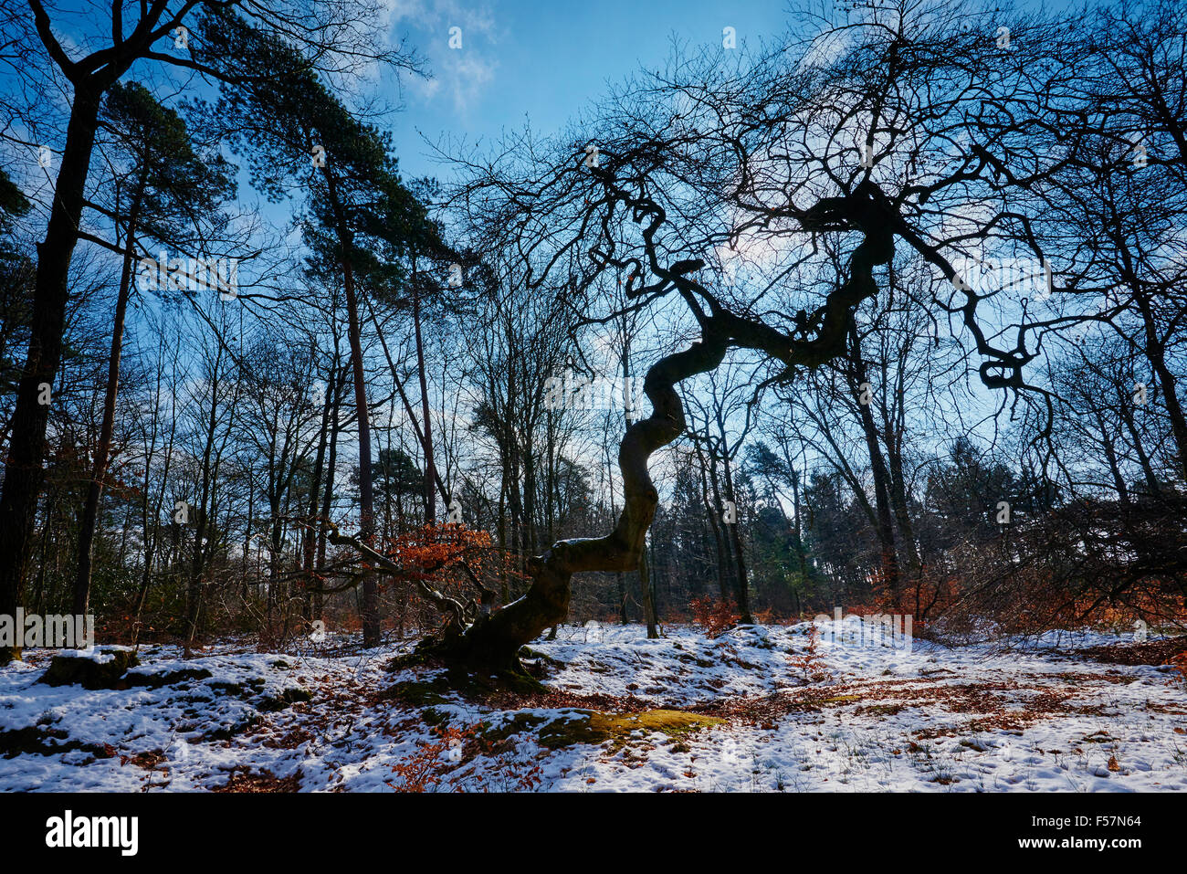 France, Champagne, twisted beech tree at Les Faux de Verzy forest Stock ...