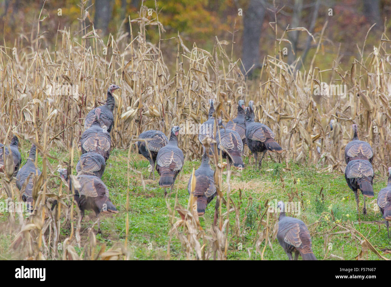 A flock of wild turkey hens sneaks away through a cornfield Stock Photo ...