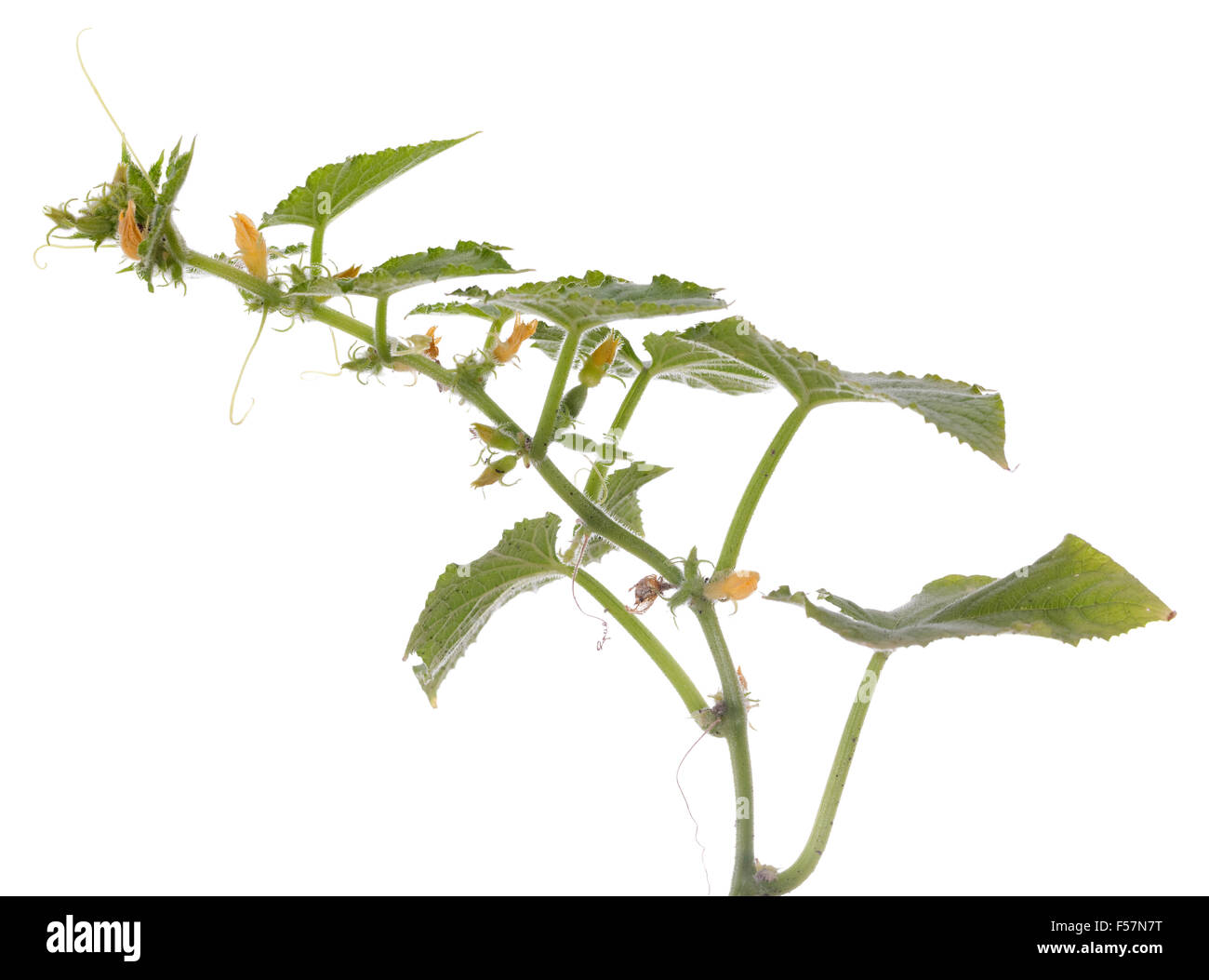 seedling of cucumber with little cucumbers and flowers Stock Photo - Alamy