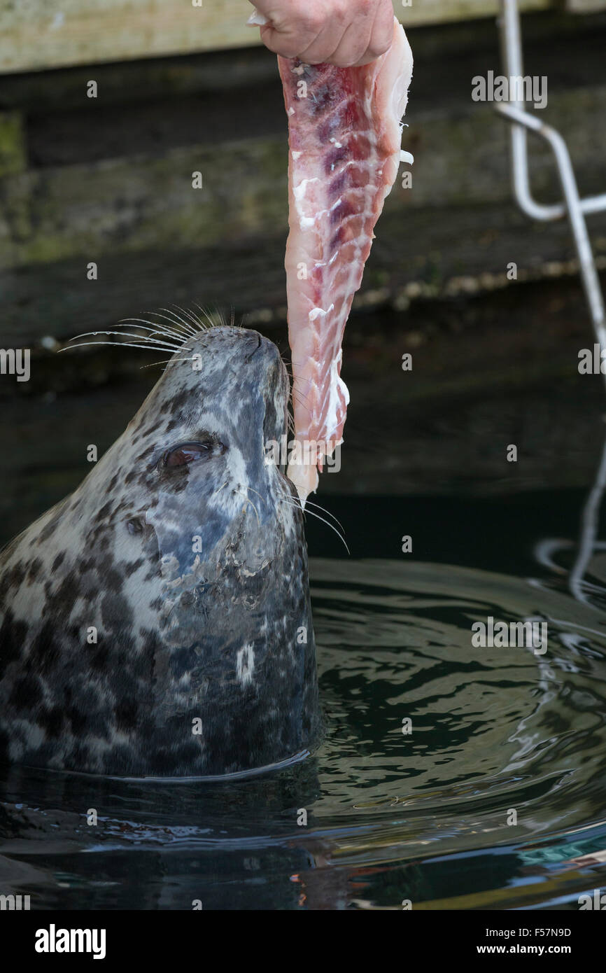Man hand feeding fish to Harbor seal at Fisherman's Wharf-Victoria ...
