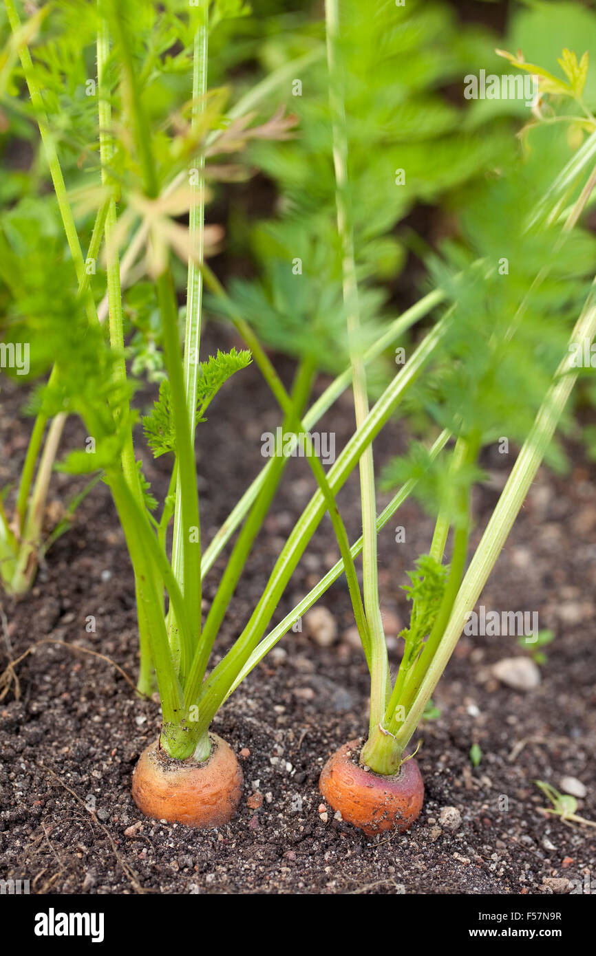 Daucus carota hi-res stock photography and images - Alamy