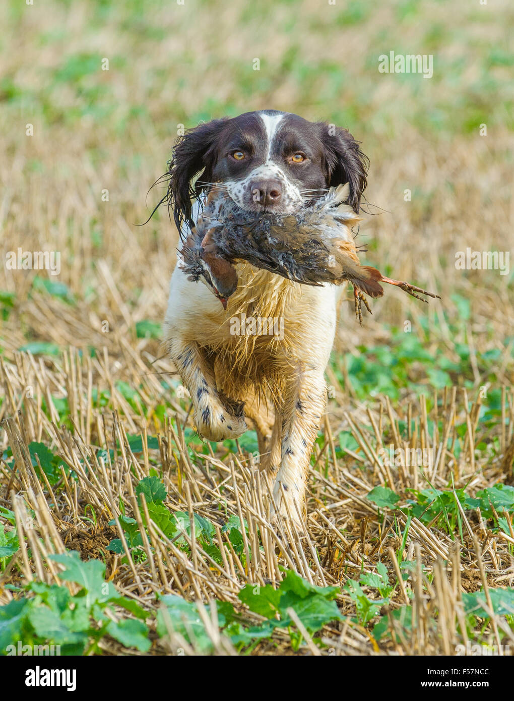Retrieveing hi-res stock photography and images - Alamy