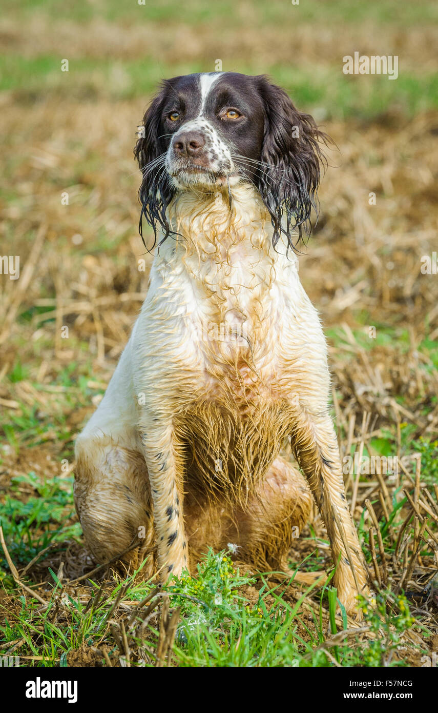 A muddy young English Springer Spaniel dog sat in a field - portrait ...