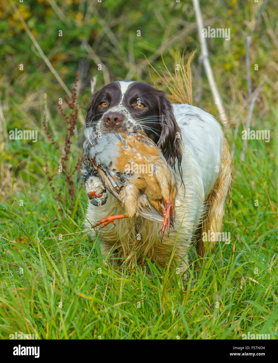 Springer spaniel gun dogs gundogs retrieving dogs hi-res stock ...