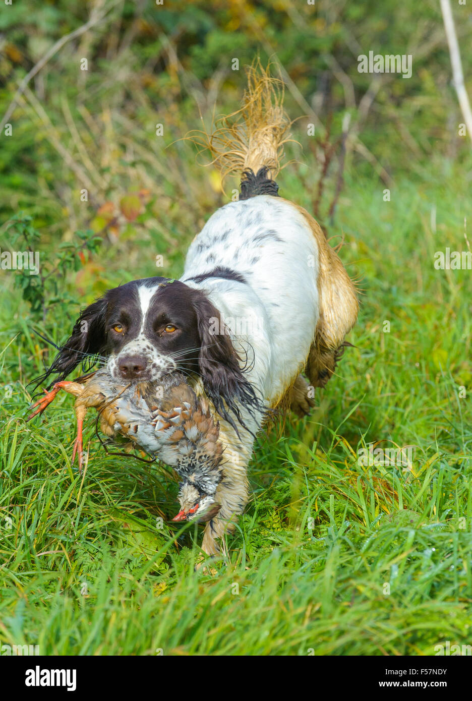 An English Springer Spaniel working gun dog retrieving a French, often ...