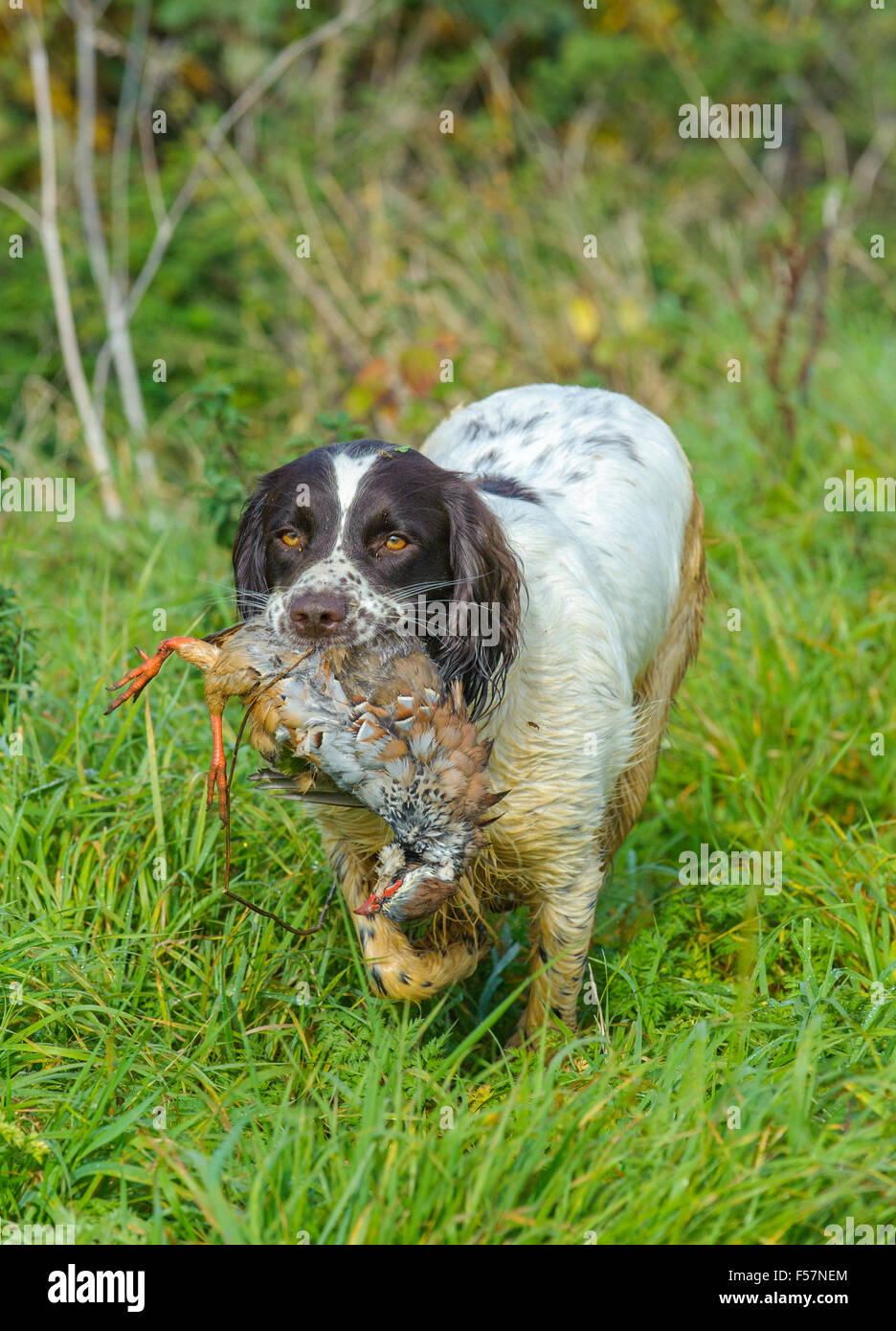 Springer spaniel gun dogs gundogs retrieving dogs hi-res stock ...