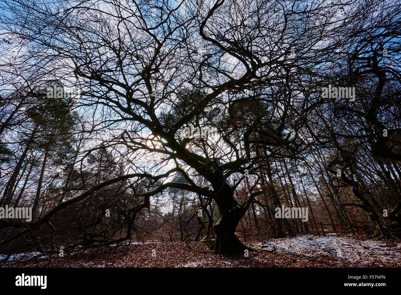 France, Champagne, twisted beech tree at Les Faux de Verzy forest Stock ...