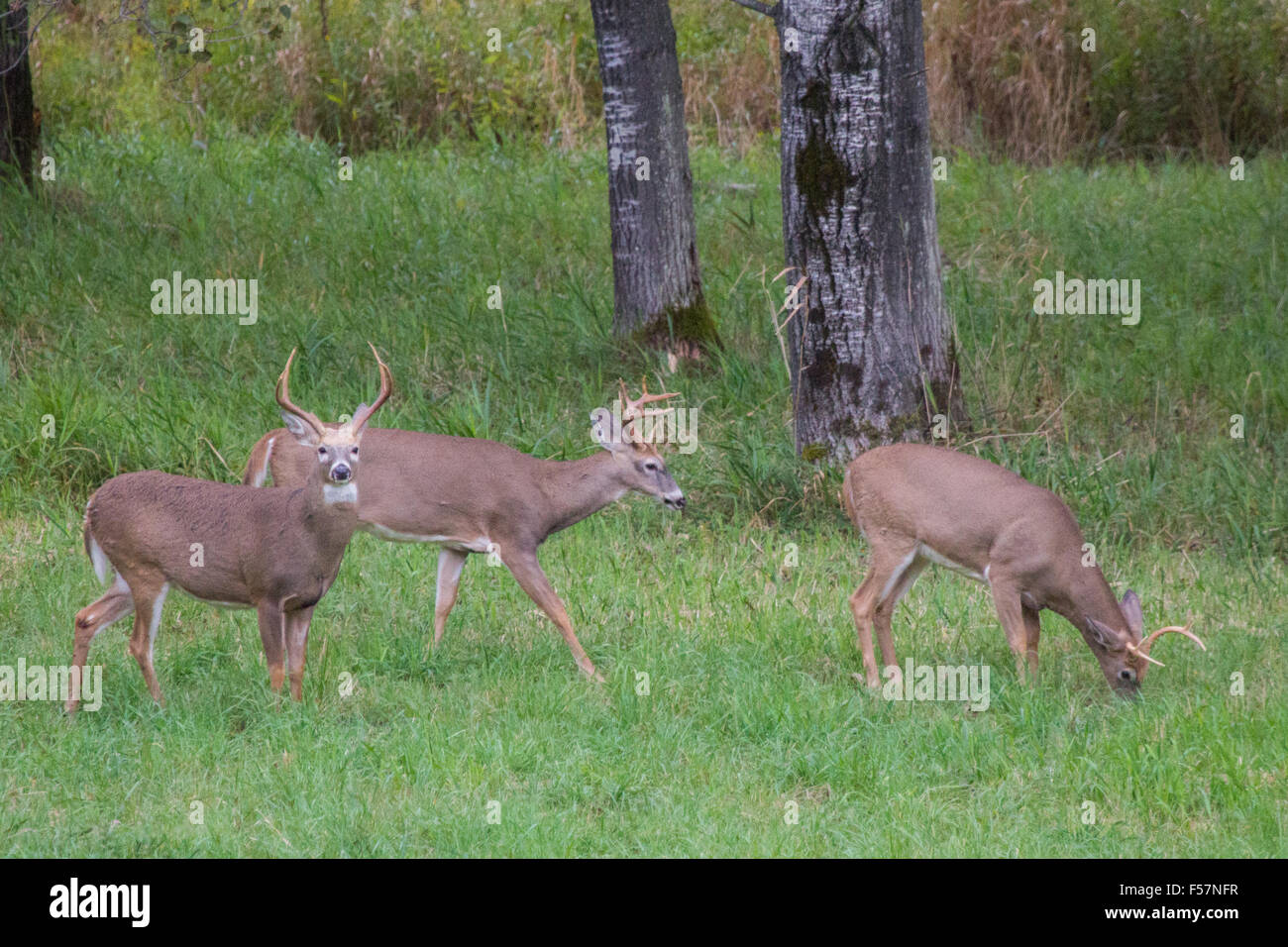 White tail bucks hi-res stock photography and images - Alamy