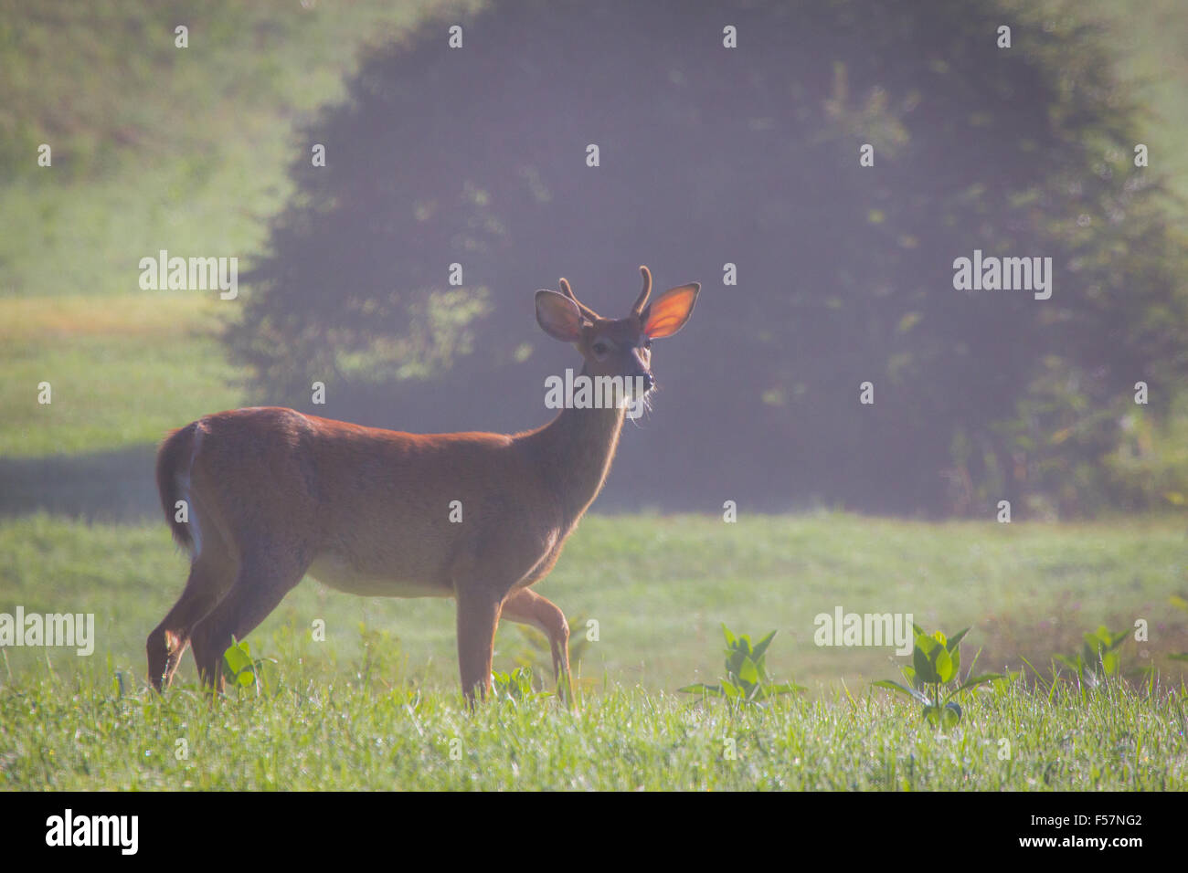 A young white-tailed buck feeding in a field in the sunshine Stock ...